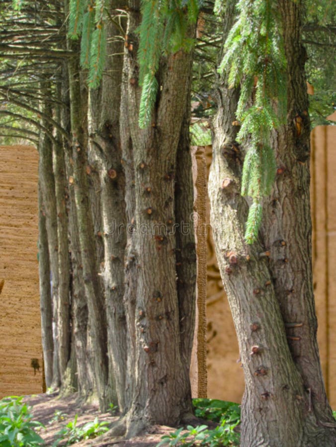 Line of trees stock image. Image of leaf, tree, plant - 254432965