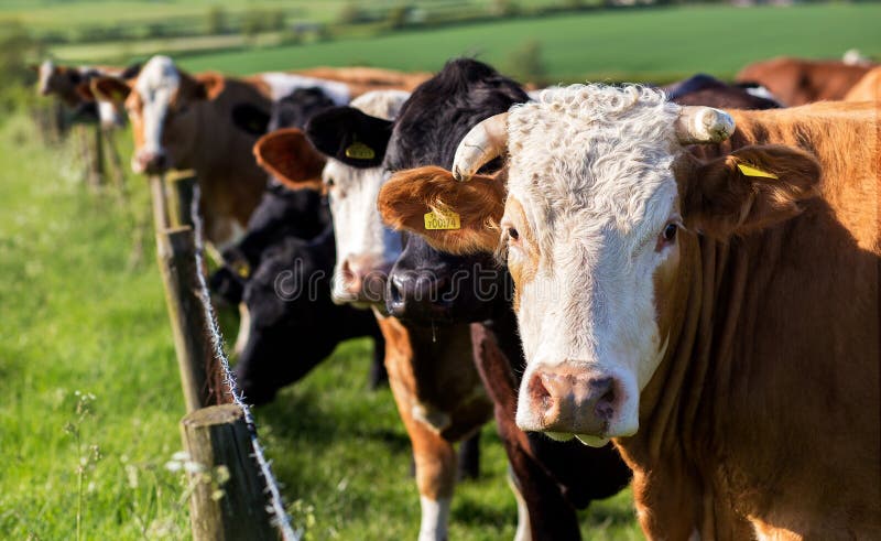 Line of Cows Eating Hat on a Sunny Day Stock Image - Image of beef ...