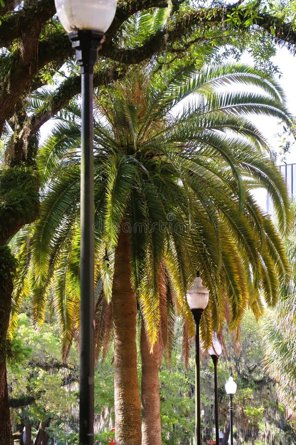 Line of Date Palm Trees and Black Iron Light Posts Stock Photo - Image ...