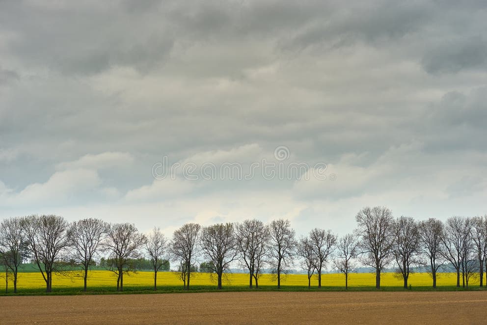 A Line of Deciduous Trees among the Fields. Stock Image - Image of ...