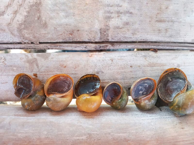 Dirty Paddy Snails Stock Photos - Free & Royalty-Free Stock Photos from ...
