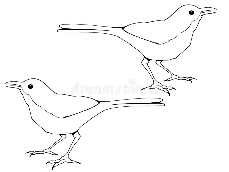 Line Drawing of Birds, Thrasher Stock Illustration - Illustration of ...