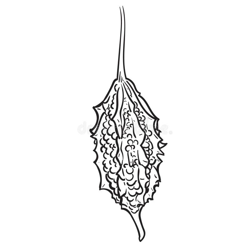 Line Drawing of Bitter Gourd Stock Vector - Illustration of okinawa ...