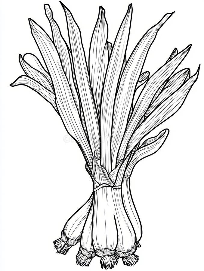 Line Drawing of a Bunch of Scallions in Black and White. Stock Photo - Image of contour, hand ...
