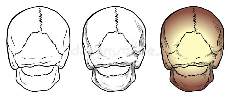 Skull back view stock vector. Illustration of classic - 150567912