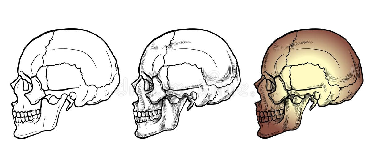 Human Skeleton Back Side View Stock Illustrations – 270 Human Skeleton ...