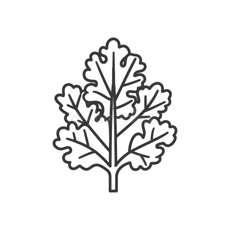 Fresh Cilantro Sprig: Culinary Herb Illustration Stock Illustration ...