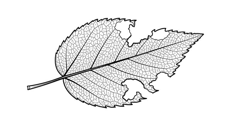 Line Drawing of a Damaged Leaf Featuring Intricate Venation. the Leaf ...