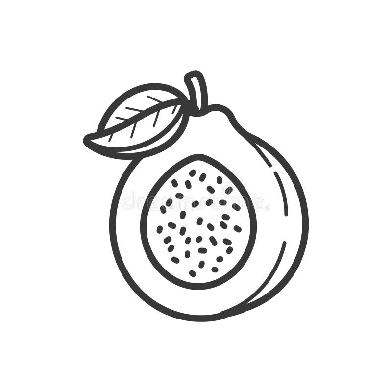 Fresh Guava Fruit, Hand Drawn Illustration, Tropical Food Stock Vector ...