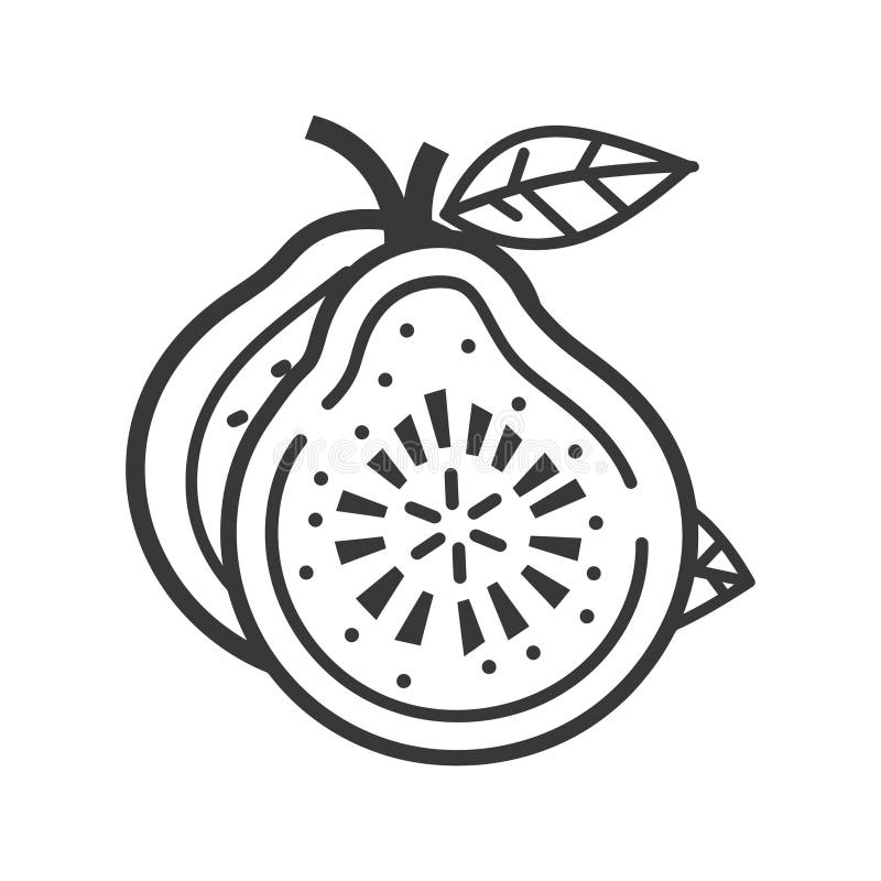 Stylish Line Art Illustration of Figs, Fresh Fruit Design Stock Vector ...