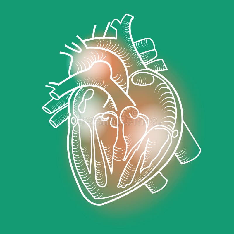 Line drawing heart muscle stock vector. Illustration of element - 254175927