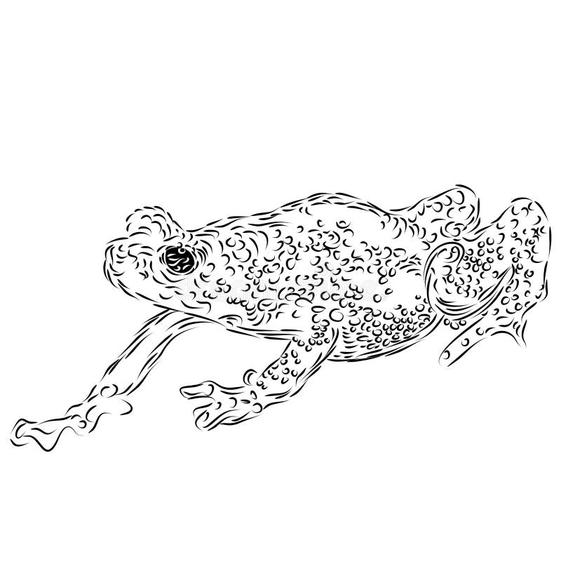 Toad Stock Illustrations – 23,760 Toad Stock Illustrations, Vectors ...