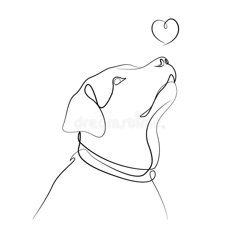 Line Drawing of Labrador, Dog Stock Vector - Illustration of hound ...