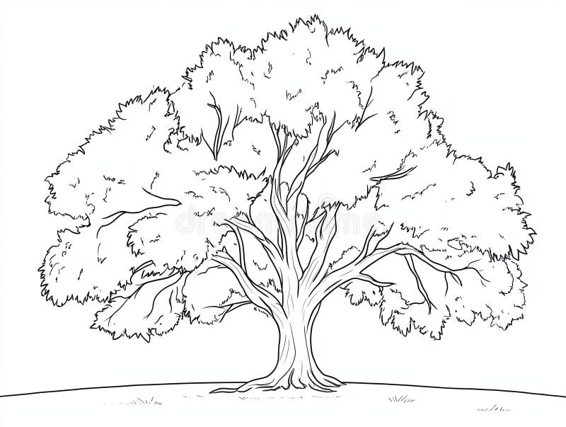 Line Drawing of a Large Tree with Branches and Leaves Stock ...