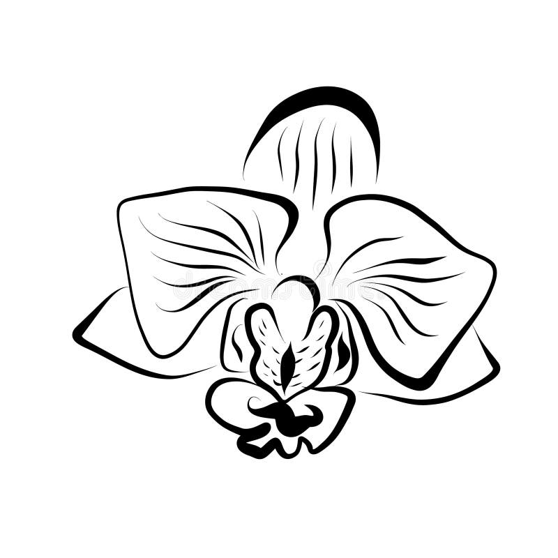 Line Drawing Line Art Orchid Flower Stock Illustration Illustration