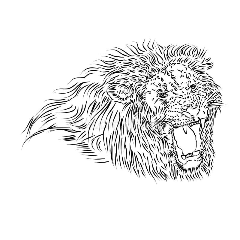 Line Drawing of a Roaring Lion Stock Illustration - Illustration of ...