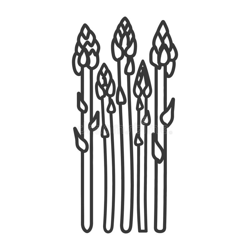Asparagus Line Art Illustration Stock Vector - Illustration of tasty ...