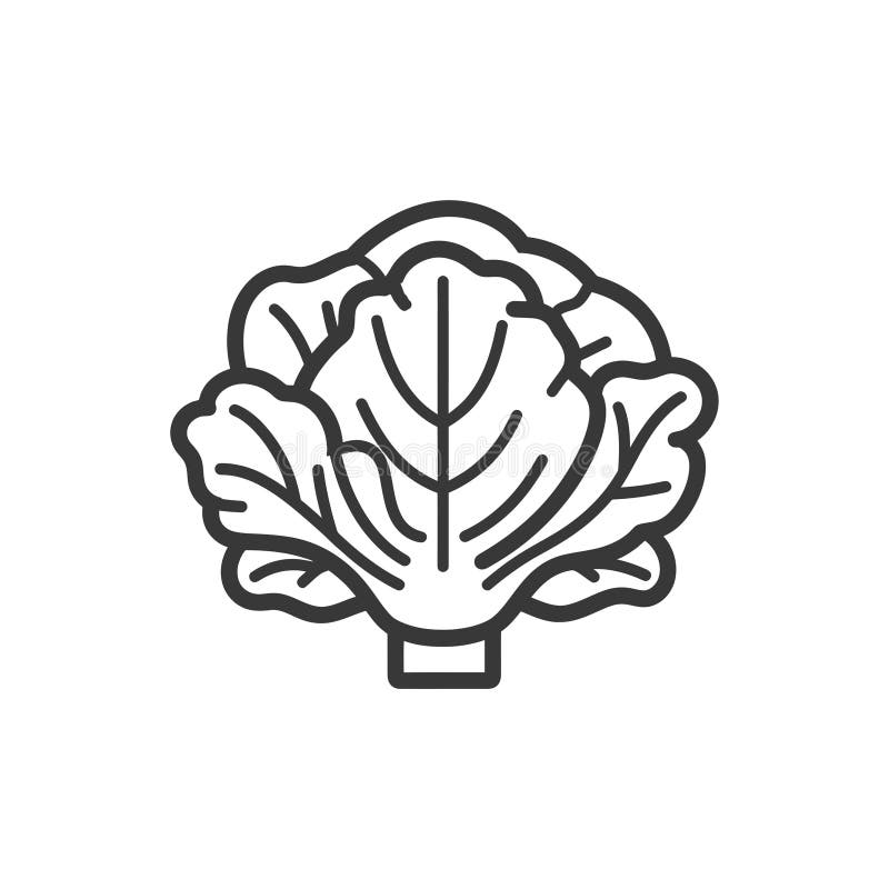 Simple Line Art Cabbage Icon Fresh Vegetable Graphic Design Stock ...