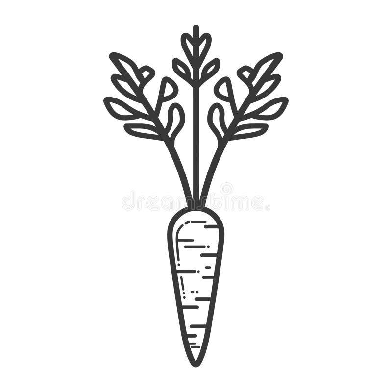 Fresh Organic Carrot Vegetable Line Art Illustration Stock Vector ...
