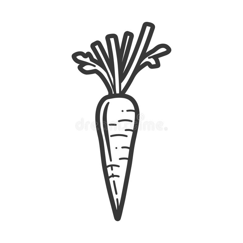 Single Fresh Carrot Vegetable Illustration, Hand Drawn Style Stock ...