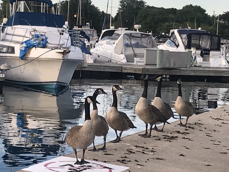 Line of duck stock image. Image of propoly, family, duck - 127429065