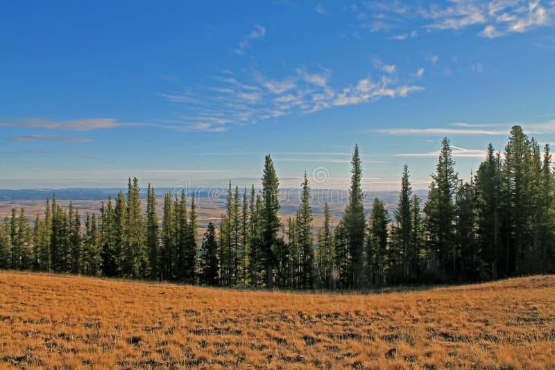 Evergreen Trees and Mountain Under a Blue Sky Stock Photo - Image of ...