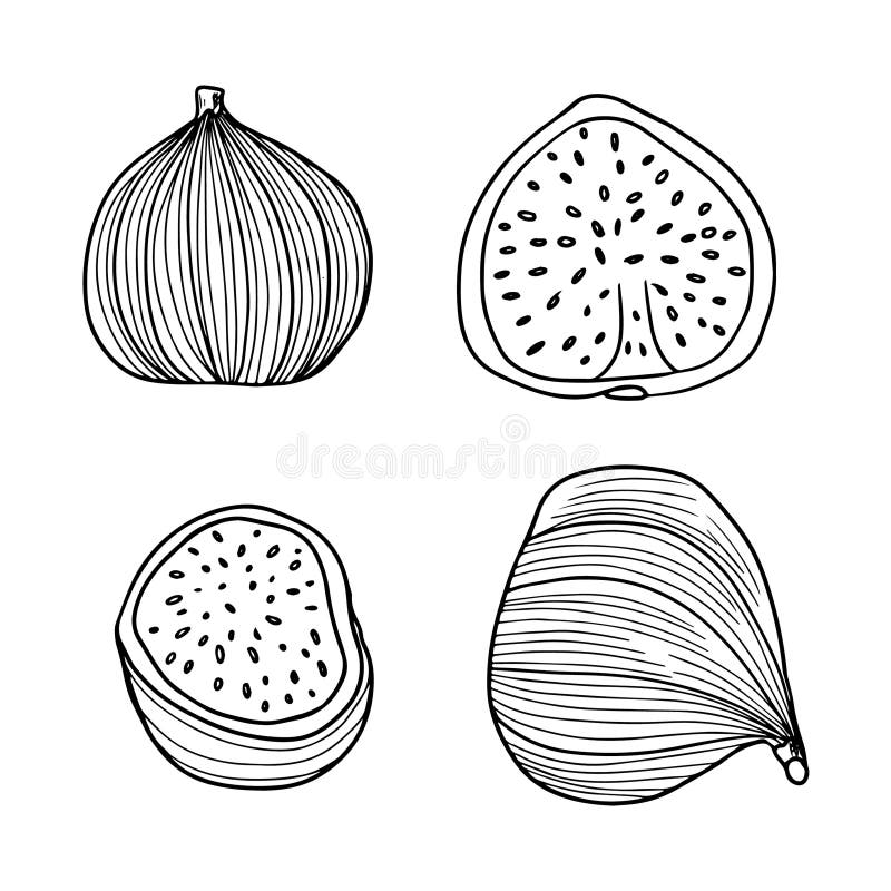 Line fig 020924 stock vector. Illustration of doodle - 333919626