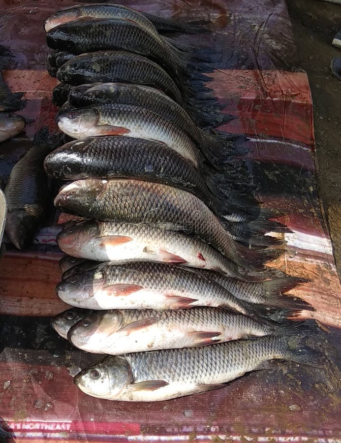 Line of fish in a market stock photo. Image of diet - 167942778