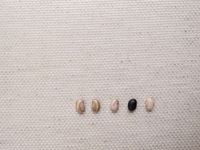 Row with Five Beans, Carioca Beans and Black Beans. Stock Photo - Image ...