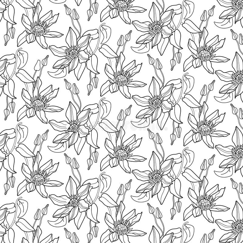 Linear Seamless Pattern with Clematis Flowers and Leaves. Floral ...