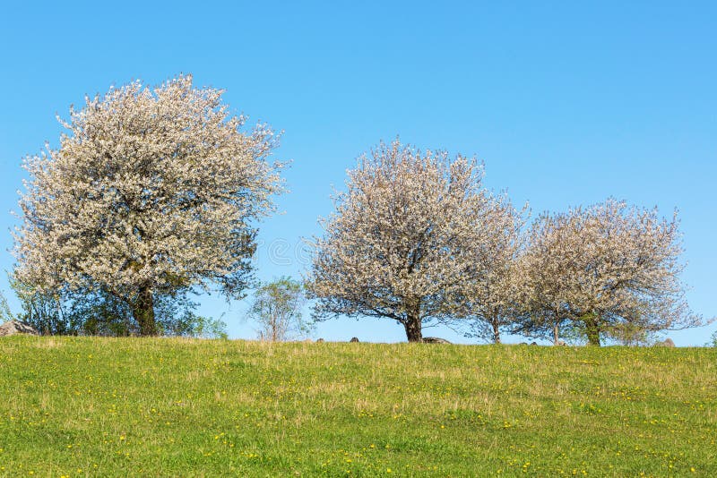 Line of Flowering Cherry Trees Stock Photo - Image of fruit ...