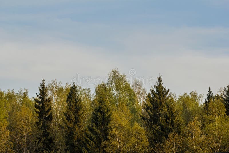 Line of forest trees stock image. Image of blue, scenics - 58155965