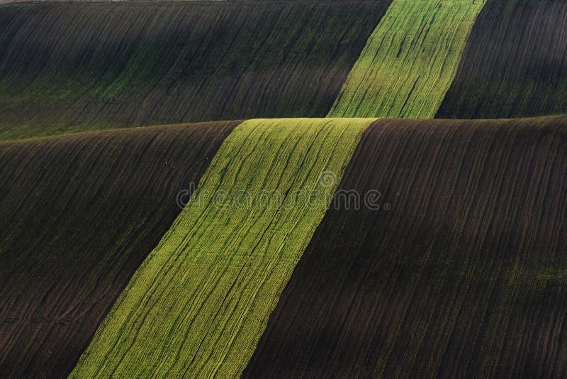 Line of Fresh Trees on the Green Agriciltural Fields at Daytime Stock ...