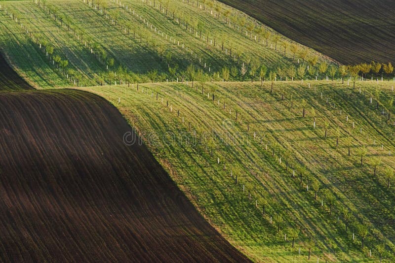 Line of Fresh Trees on the Green Agriciltural Fields at Daytime Stock ...