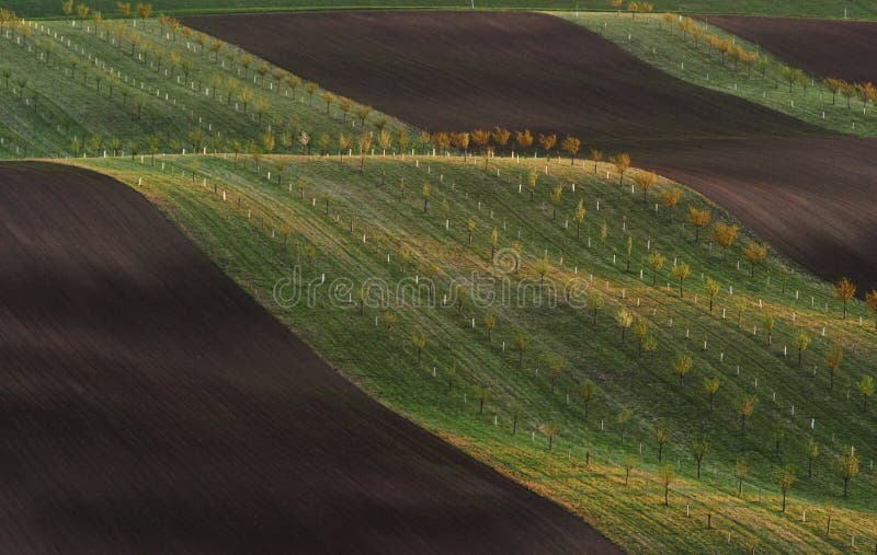 Line of Fresh Trees on the Green Agriciltural Fields at Daytime Stock ...