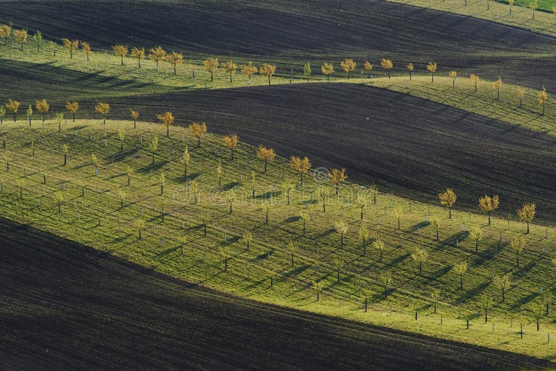 Line of Fresh Trees on the Green Agriciltural Fields at Daytime Stock ...