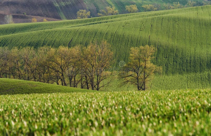 Line of Fresh Trees on the Green Agriciltural Fields at Daytime Stock ...