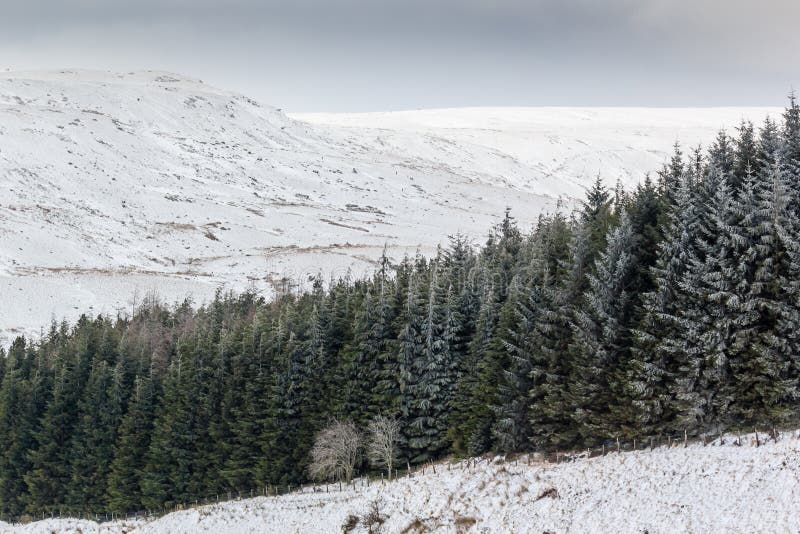 Line of fur trees in snow stock image. Image of light - 28763823