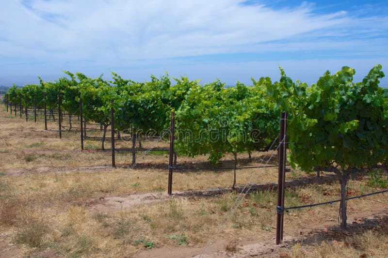 Line of Grape Rows stock photo. Image of vineyard, california - 43540118