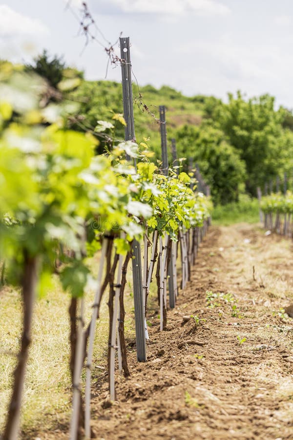 Line of Grapevine View in Summer Stock Photo - Image of farming, leaves ...