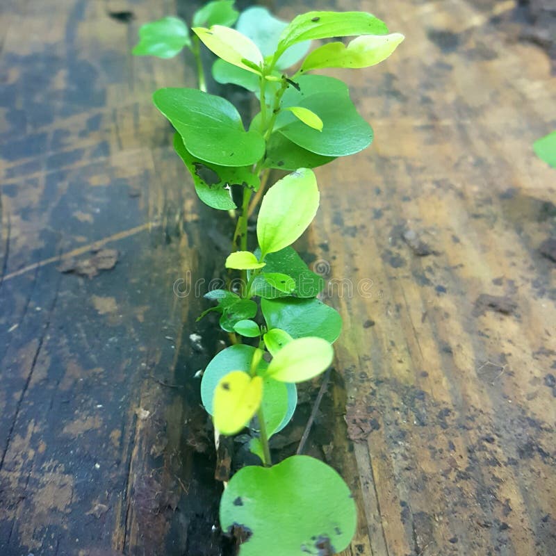 Line of Green Leaves stock photo. Image of colorful - 111429478