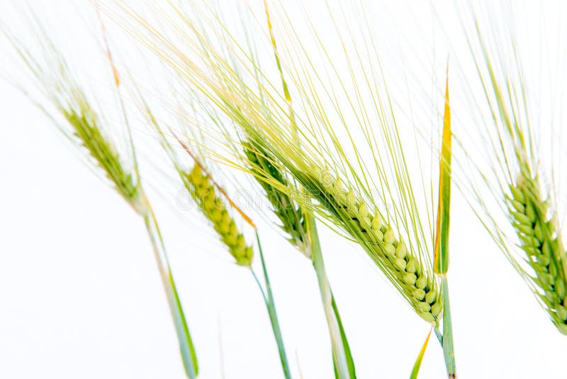 Line of green rye- grain stock image. Image of line, gold - 64730335