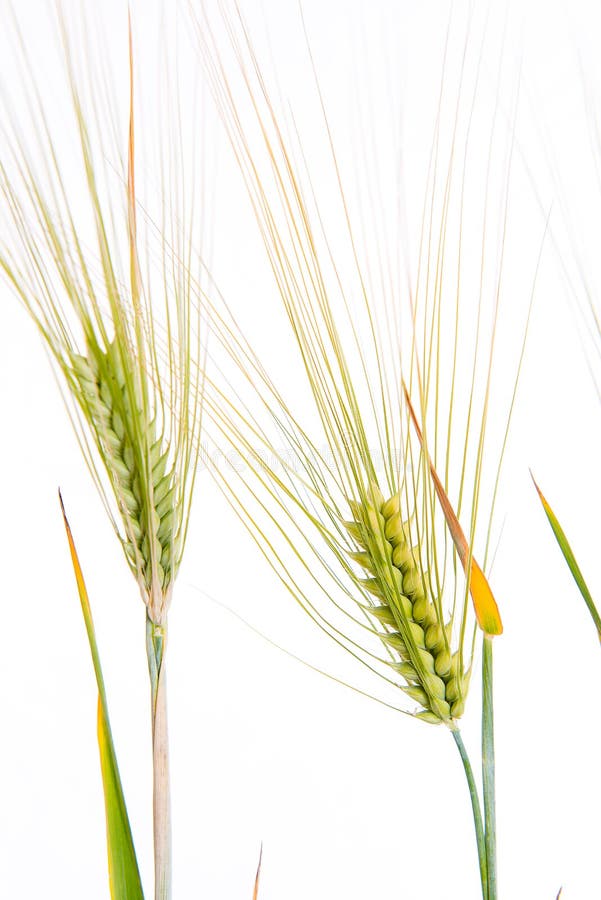 Line of green rye- grain stock image. Image of grain - 64730437