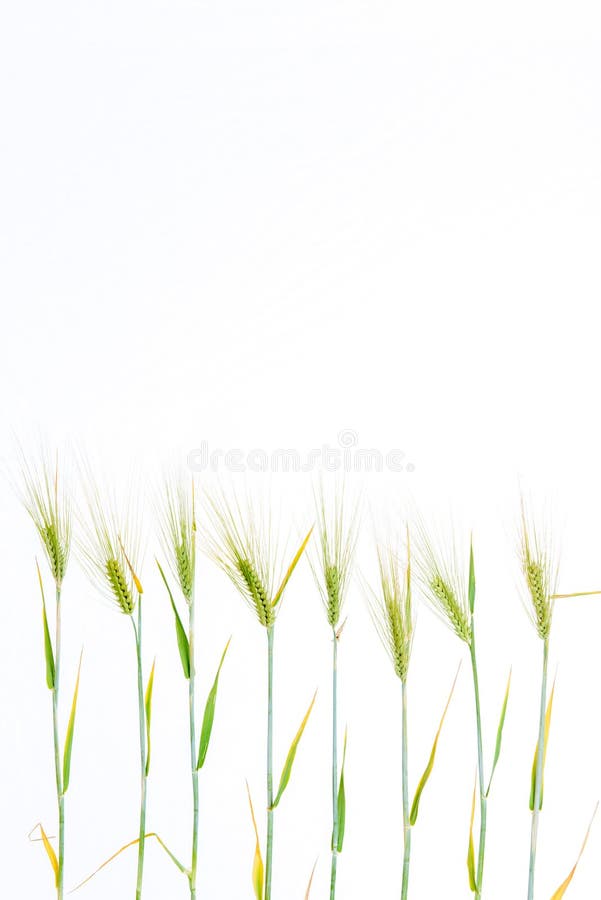 Line of green rye- grain stock photo. Image of isolated - 91044114