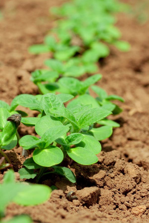 Line of green sprouts stock image. Image of growth, beginnings - 15067321
