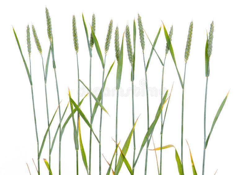 Line of green wheat- grain stock photo. Image of nature - 55611022
