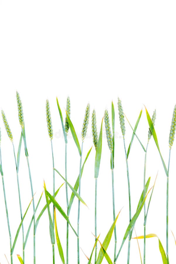 Line of green wheat- grain stock image. Image of crop - 91044019