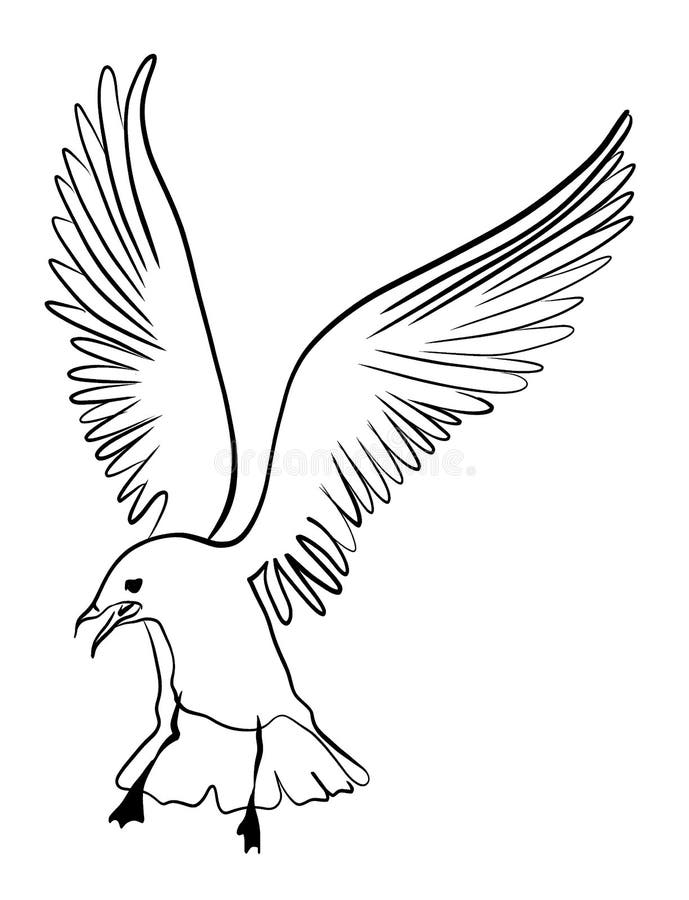 Line Illustration of Flying Seagull Stock Illustration - Illustration ...