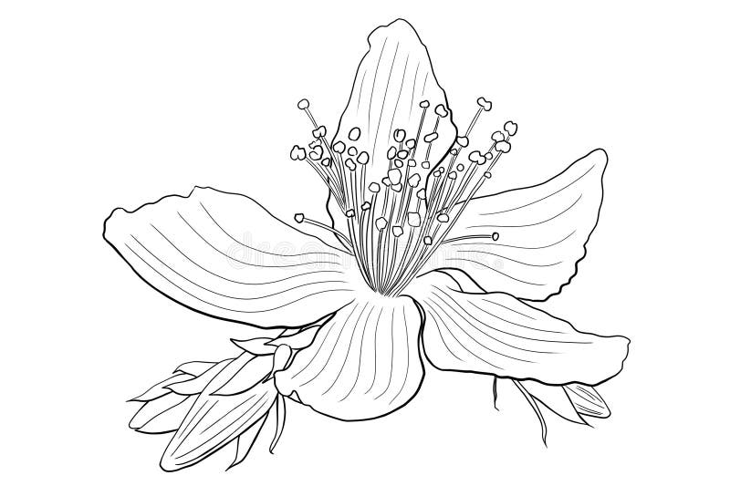 Line Ink Drawing Flower Stock Illustrations – 46,716 Line Ink Drawing ...