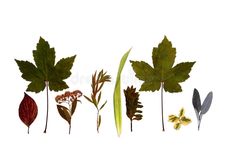 Line of Leaves stock image. Image of flowers, design, decaying - 505569